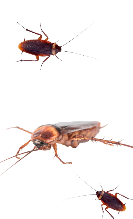 Cockroach Control – Remedy