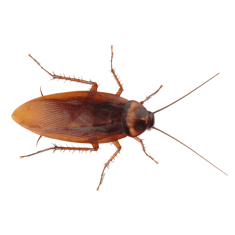 Cockroach Control – Remedy